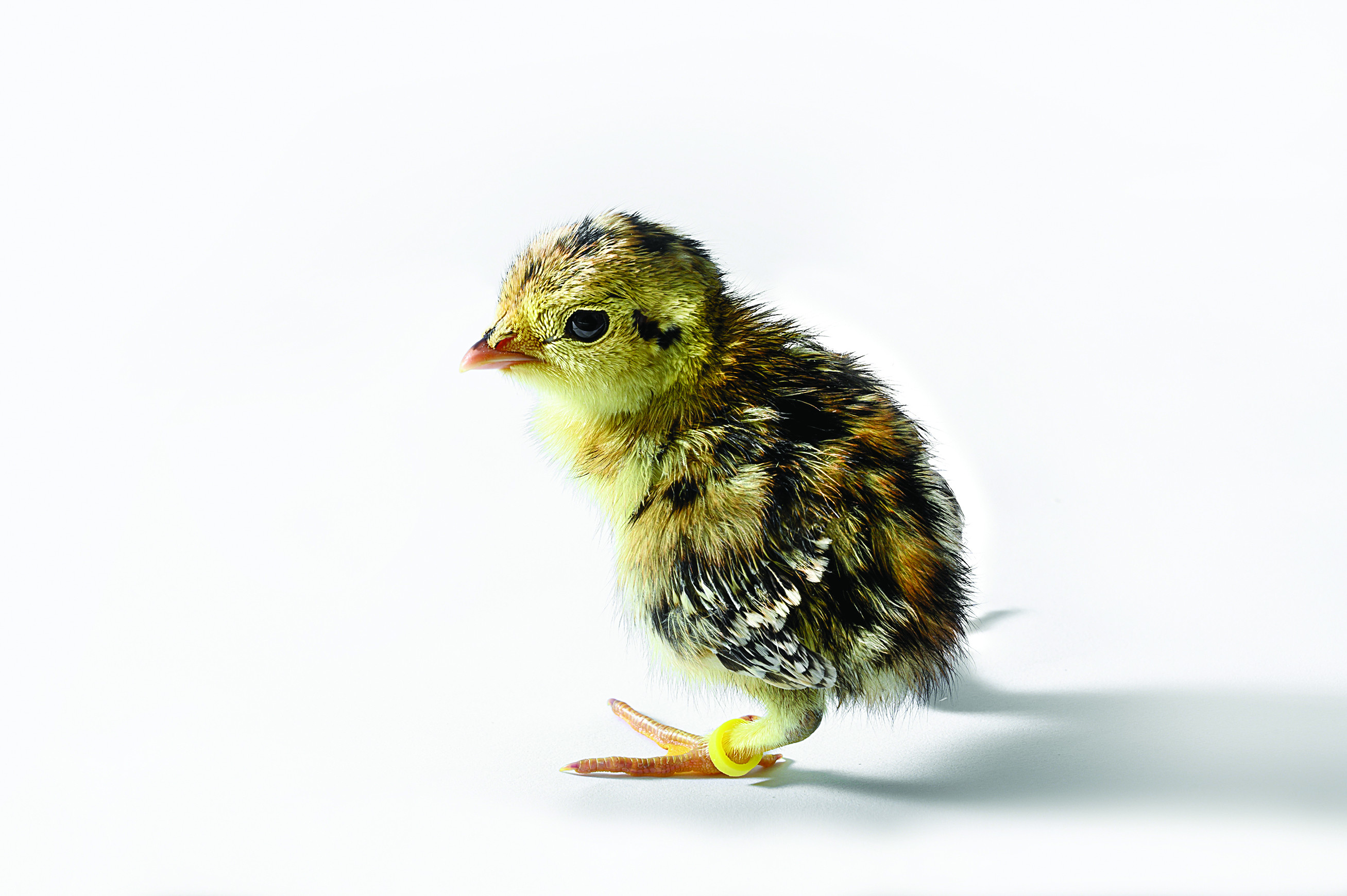 Oklahoma Today | Oklahomatoday.com - Avian Haven